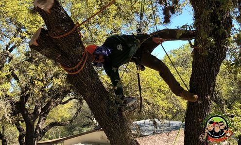 3 Monkeys Tree Service - Tree Sevice in San Antonio - Helotes, Texas