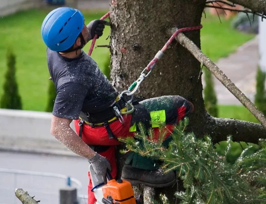 3 Monkeys Tree Service