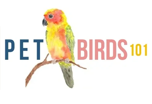 Emotional Support Birds for Adoption | Pet Birds 101