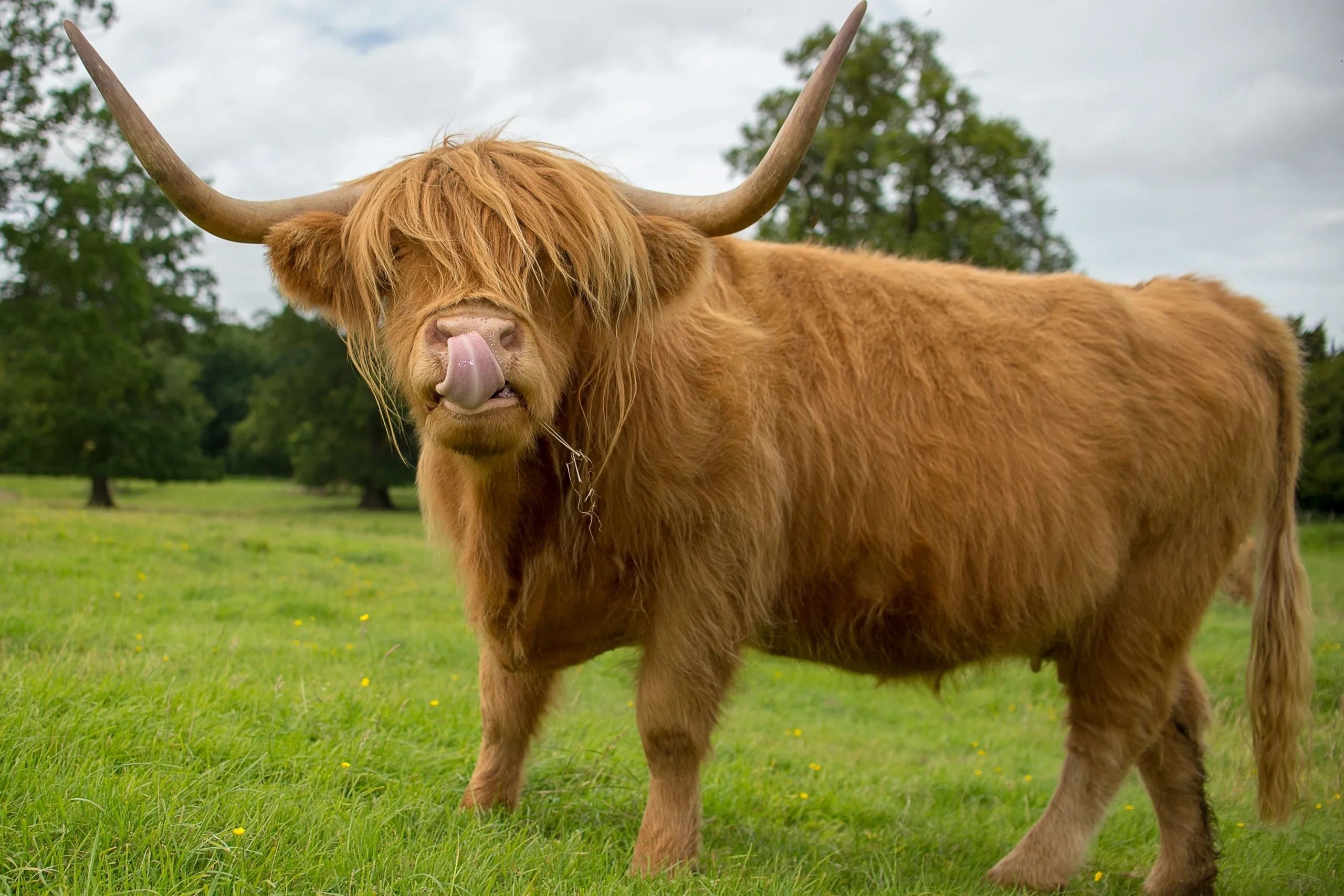 Unique Cow Presents for Every Occasion