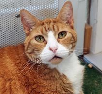 Adoptables | Companion Animal Rescue and Medical Assistance CARMA