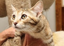 Adoptables | Companion Animal Rescue and Medical Assistance CARMA