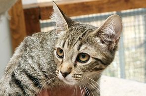 Adoptables | Companion Animal Rescue and Medical Assistance CARMA