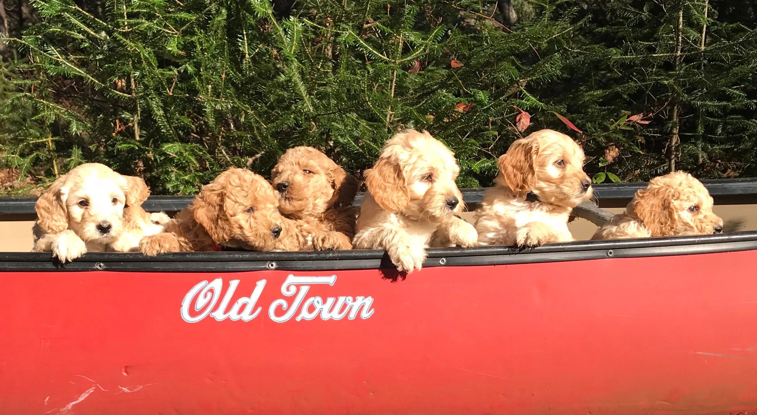Early Socialization - The Key to a Well-Rounded Puppy