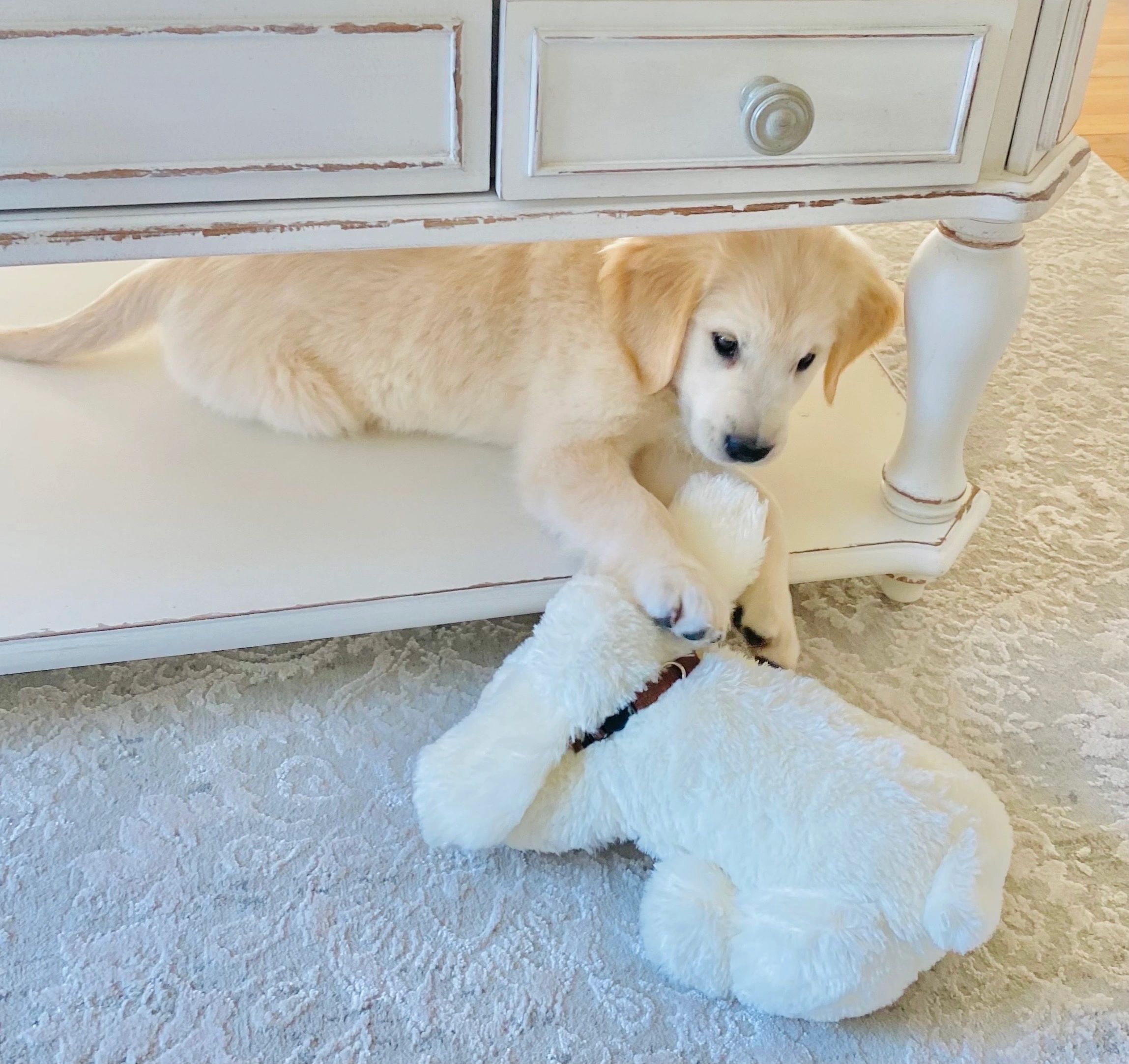 Exercising Your Dog Inside