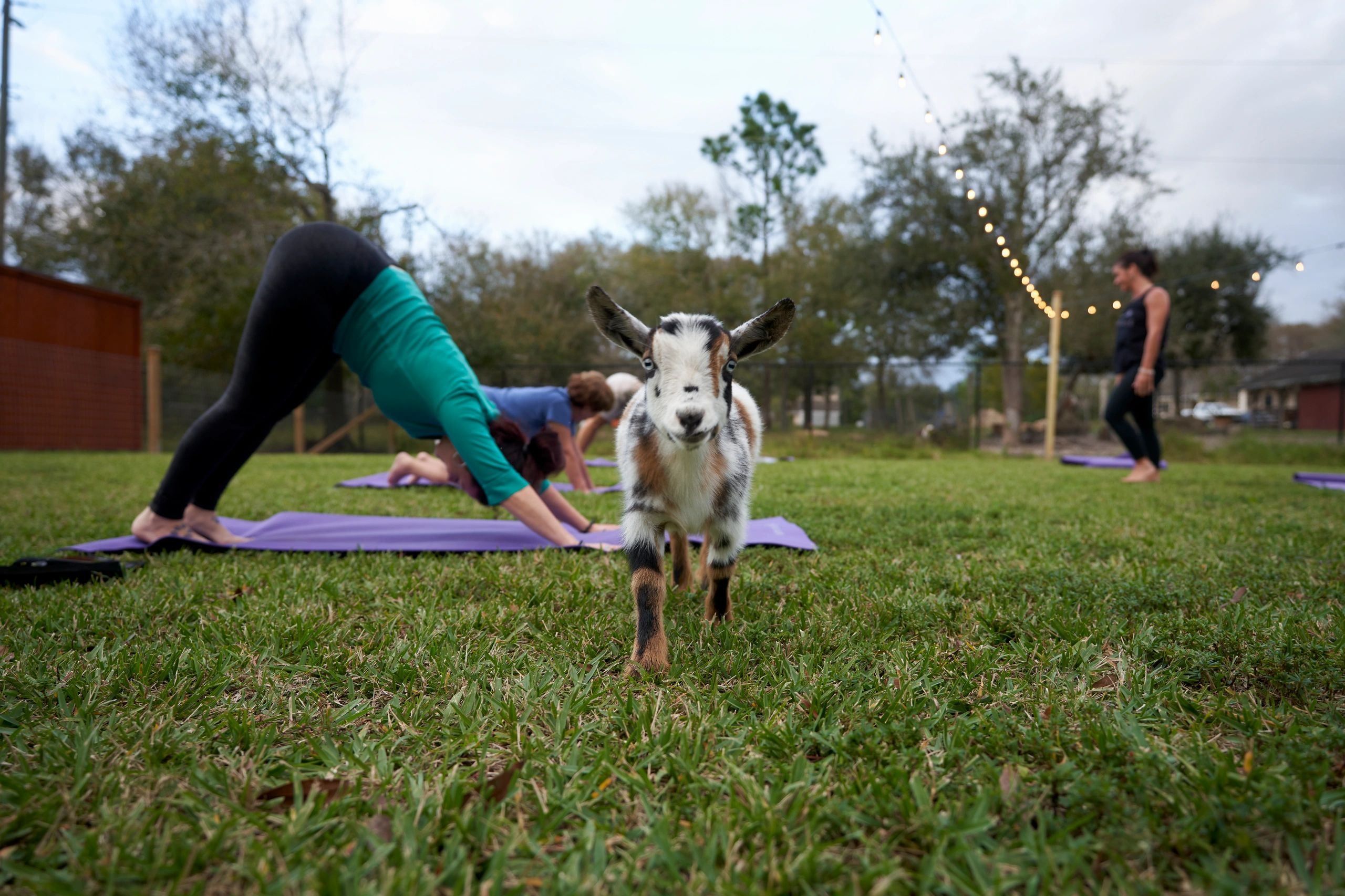 Goat Yoga in Fort Myers, FL | Dim Jandy Ranch
