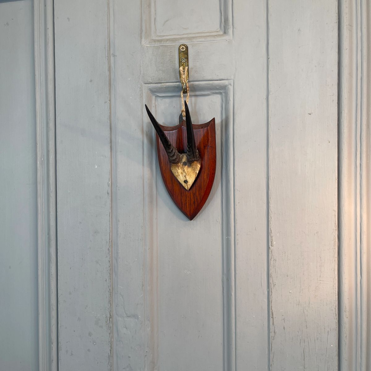 Antique taxidermy - small mounted frontlet of a Grysbok