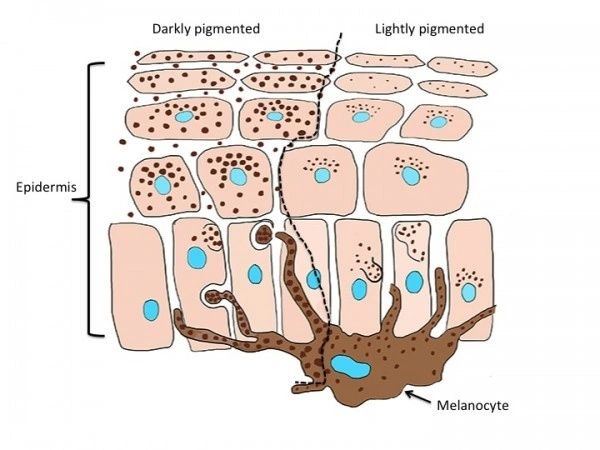 Depigmentation; a three step process