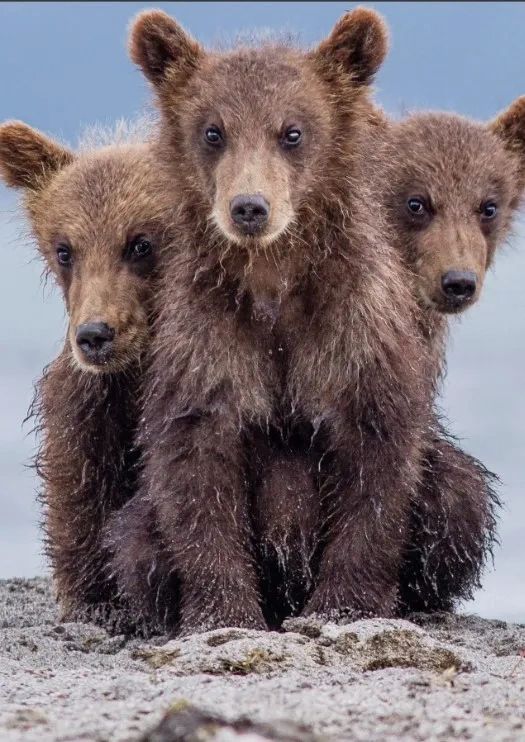 Pricing | Bear's Taxidermy