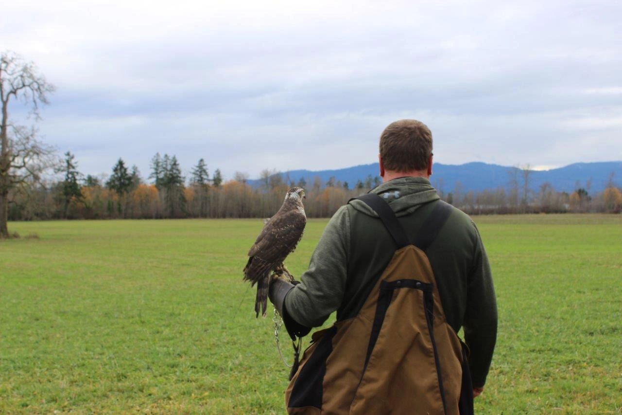About Falconry | BC Hawking Club
