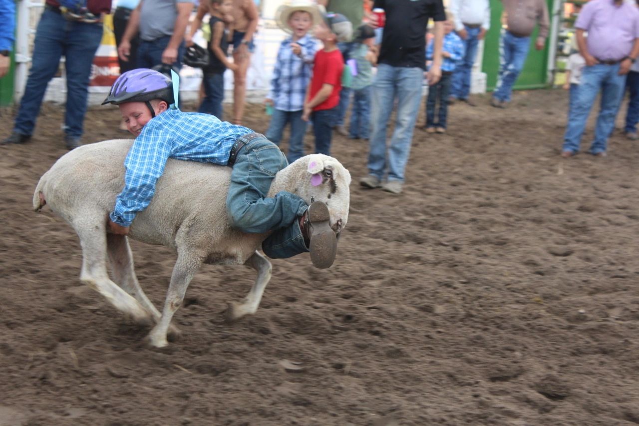 Mutton busting signup set for Monday