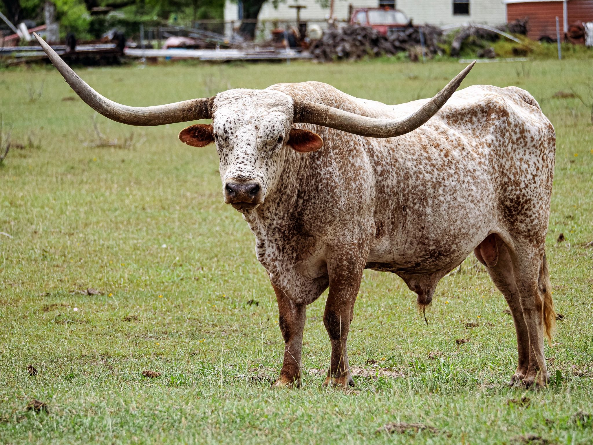 Dawson Farms Land And Cattle at Imogen Webb blog