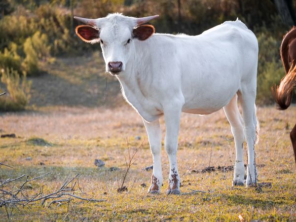 Dawson Cattle: Your Source for Quality Longhorn Cattle