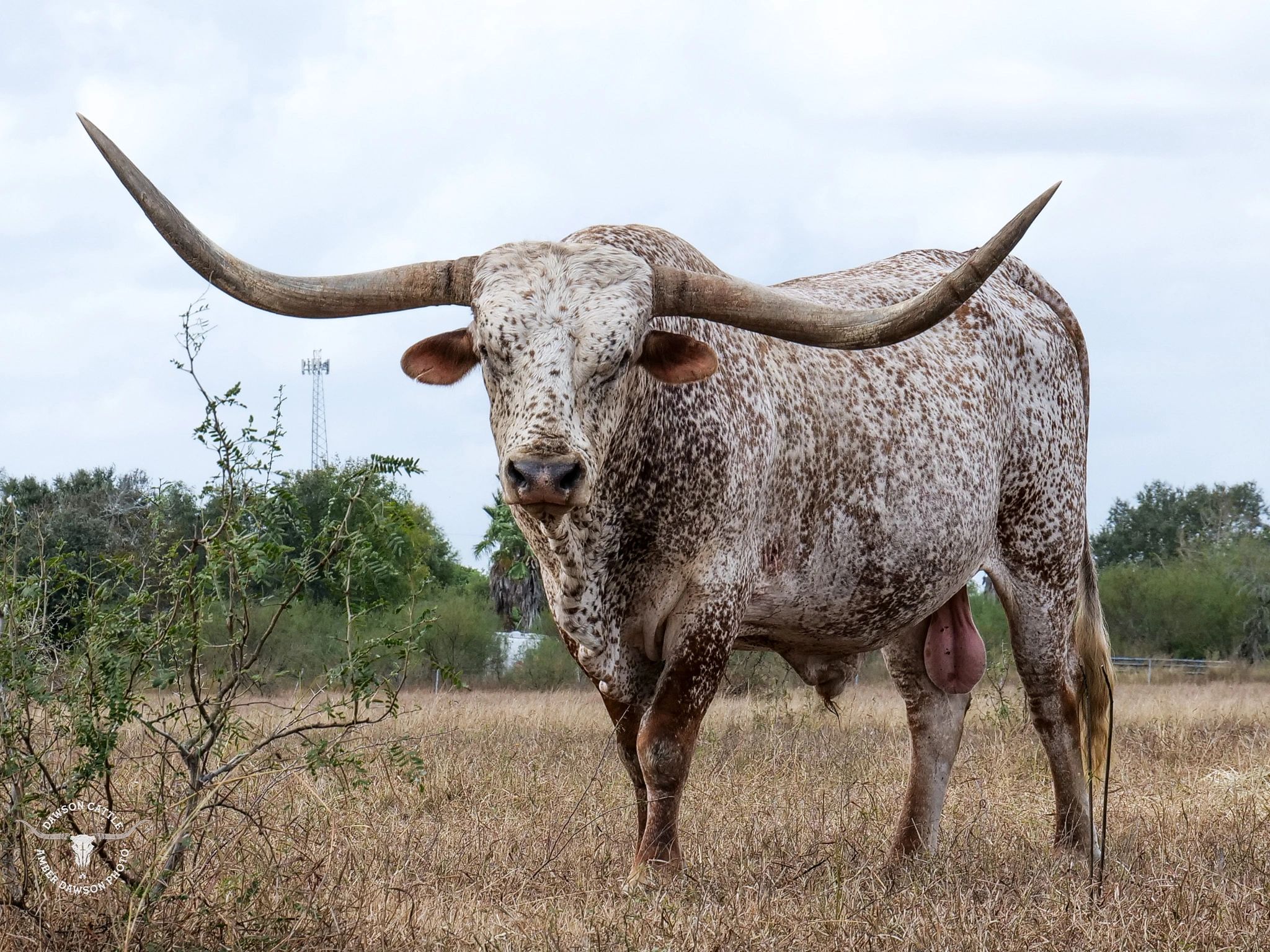 Dawson Cattle: Your Source for Quality Longhorn Cattle