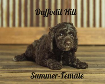 Daffodil Hill Australian Labradoodles - Home