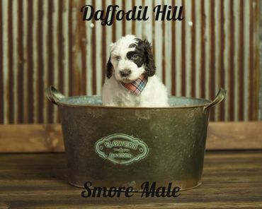 Daffodil Hill Australian Labradoodles - Home