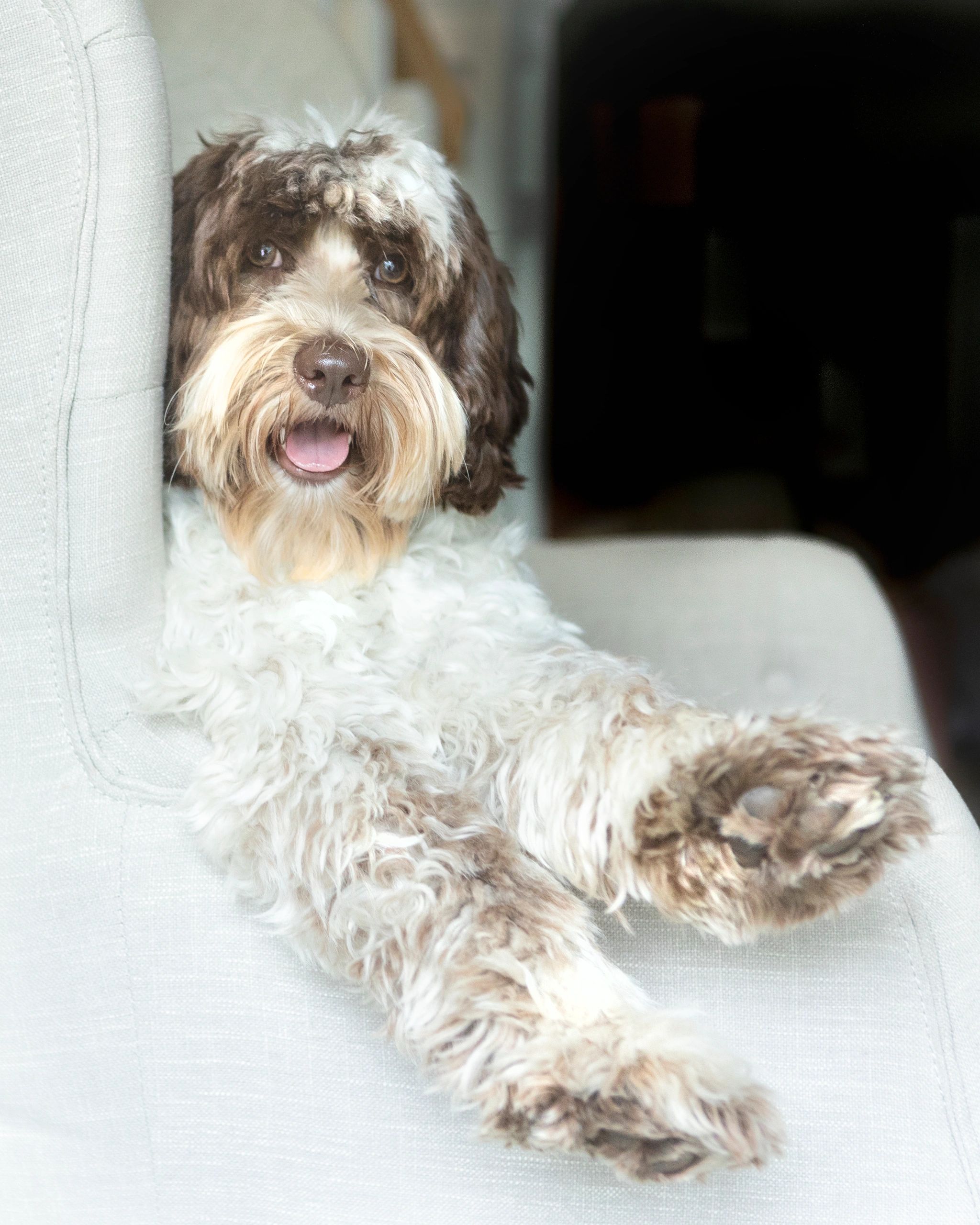 Are Labradoodles Cuddly