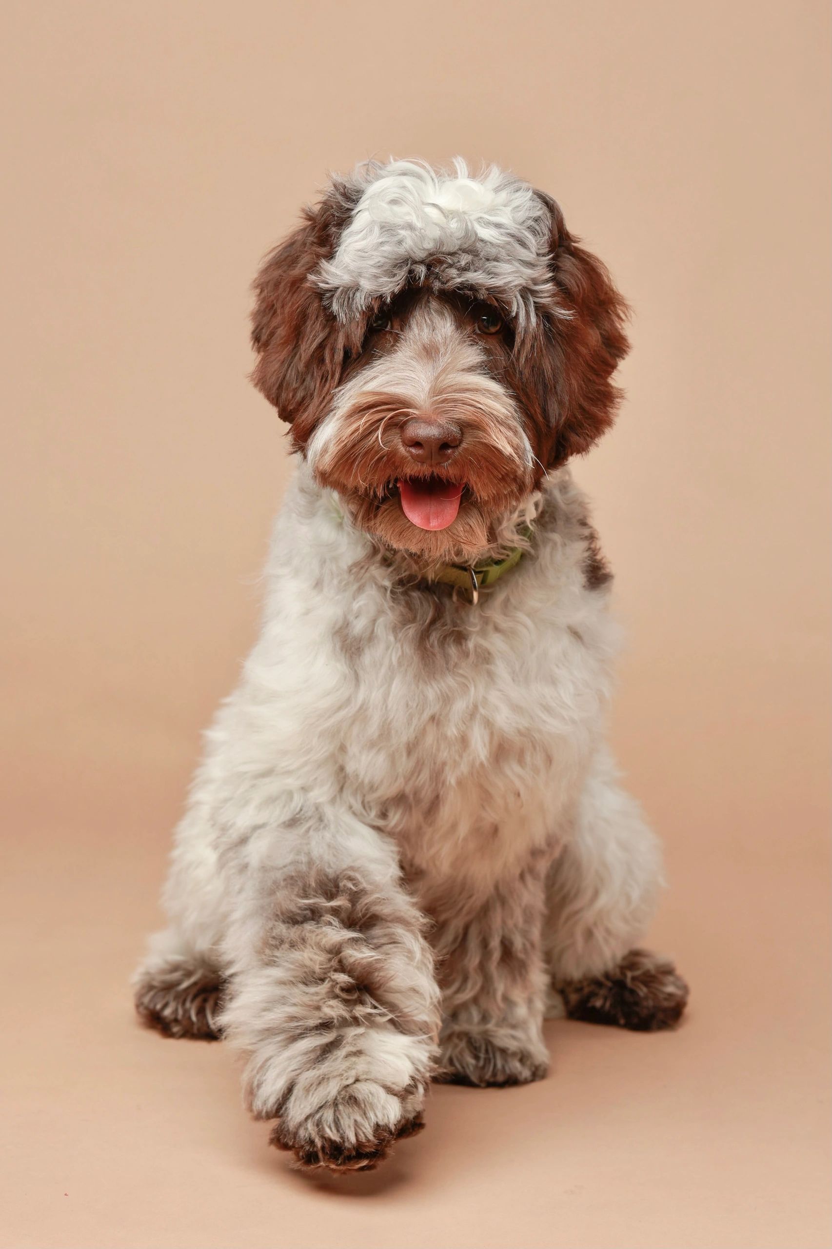 Australian Labradoodles Puppies