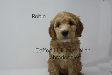 Australian Labradoodle Puppies for Sale - Labradoodles