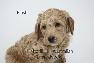 Australian Labradoodle Puppies for Sale - Labradoodles