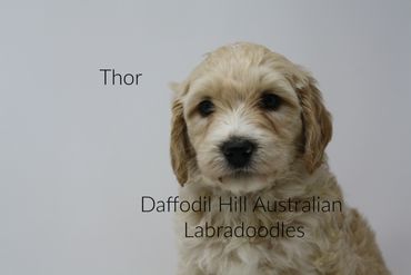 Australian Labradoodle Puppies for Sale - Labradoodles
