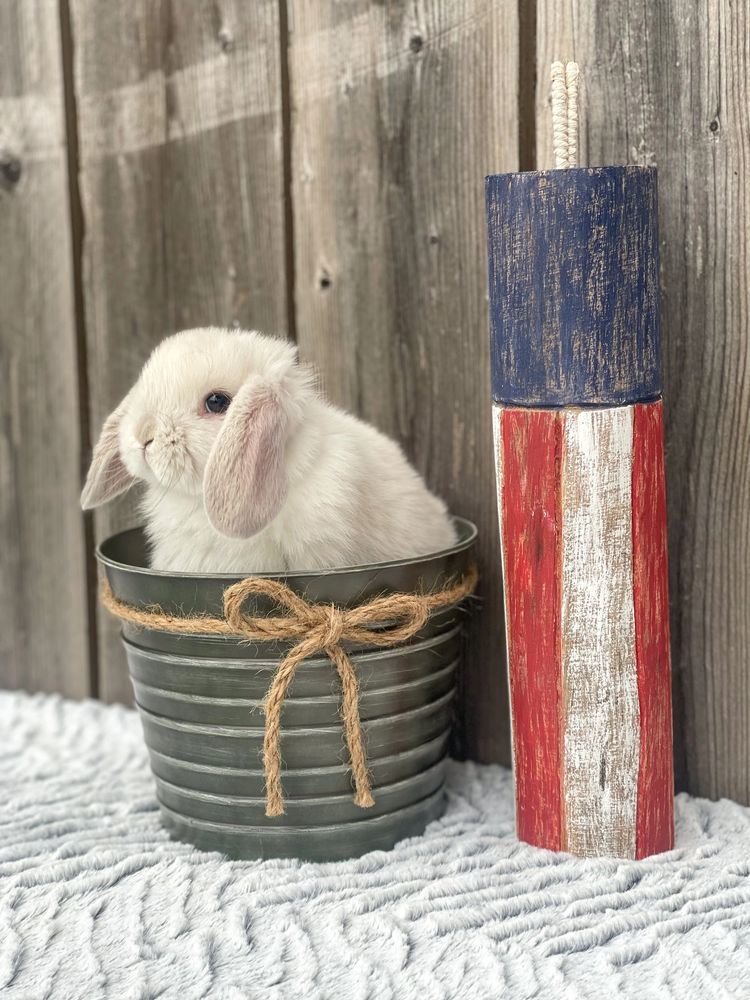 Blueberry Birch Rabbitry - Holland Lops - Glastonbury, Connecticut