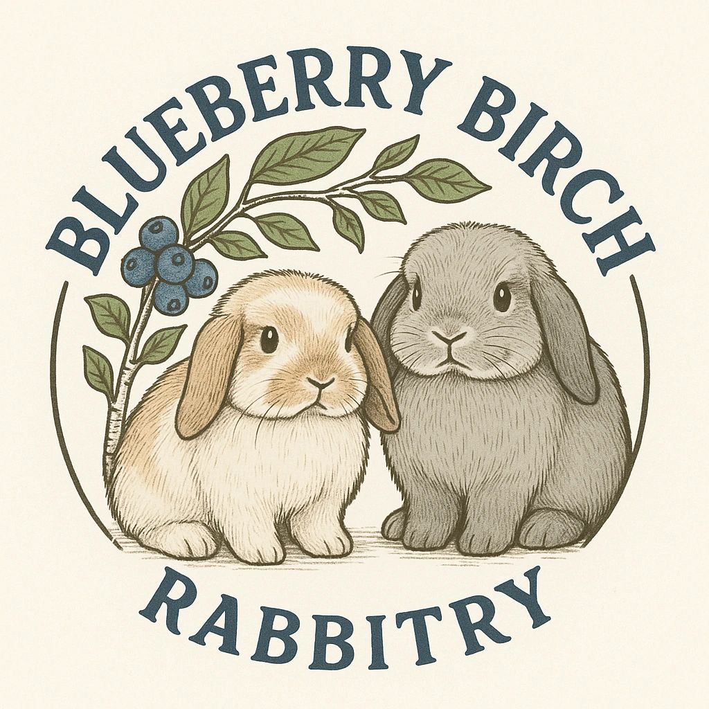 Blueberry Birch Rabbitry - Holland Lops - Glastonbury, Connecticut