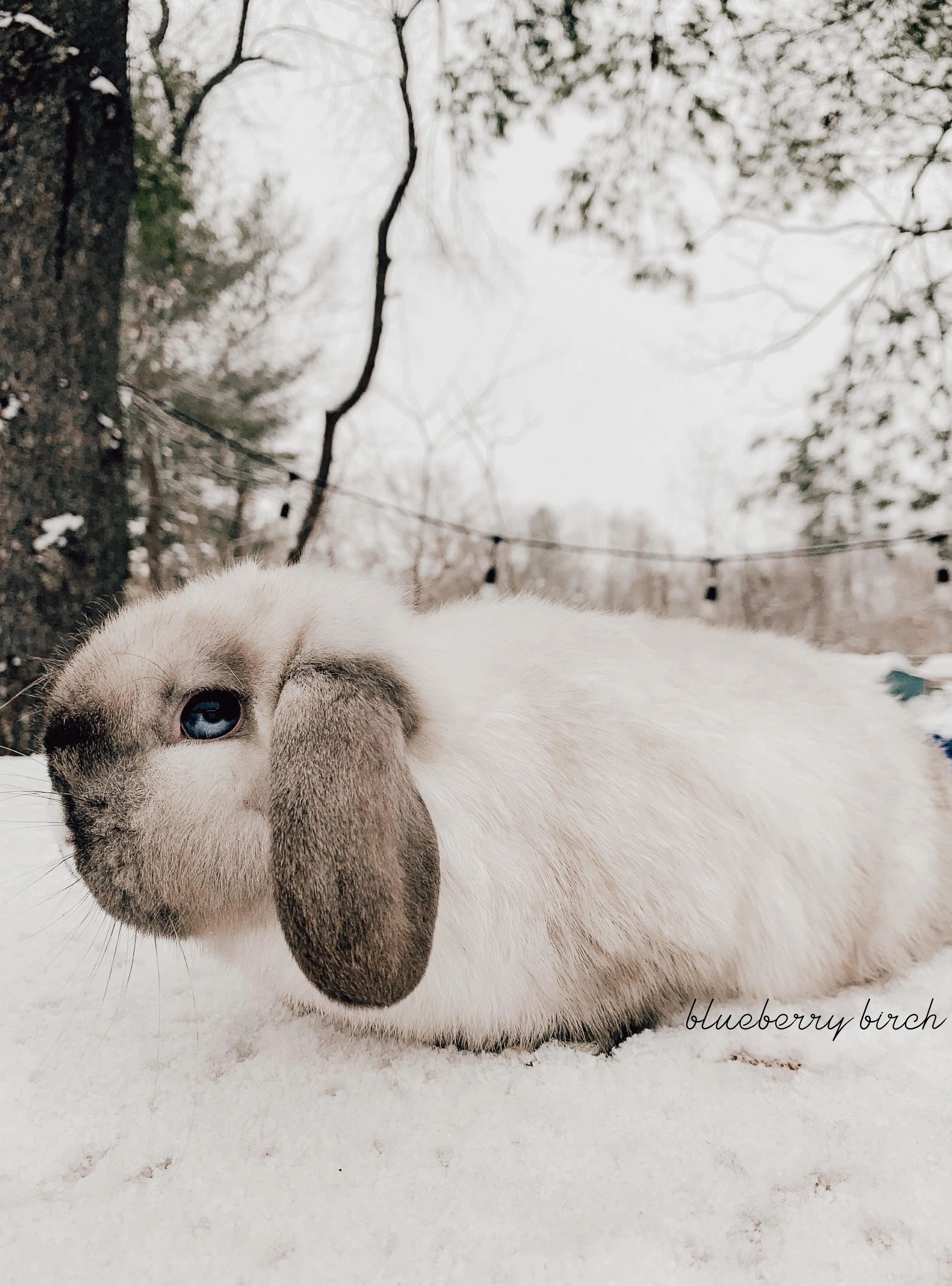Blueberry Birch Rabbitry - Holland Lops - Glastonbury, Connecticut
