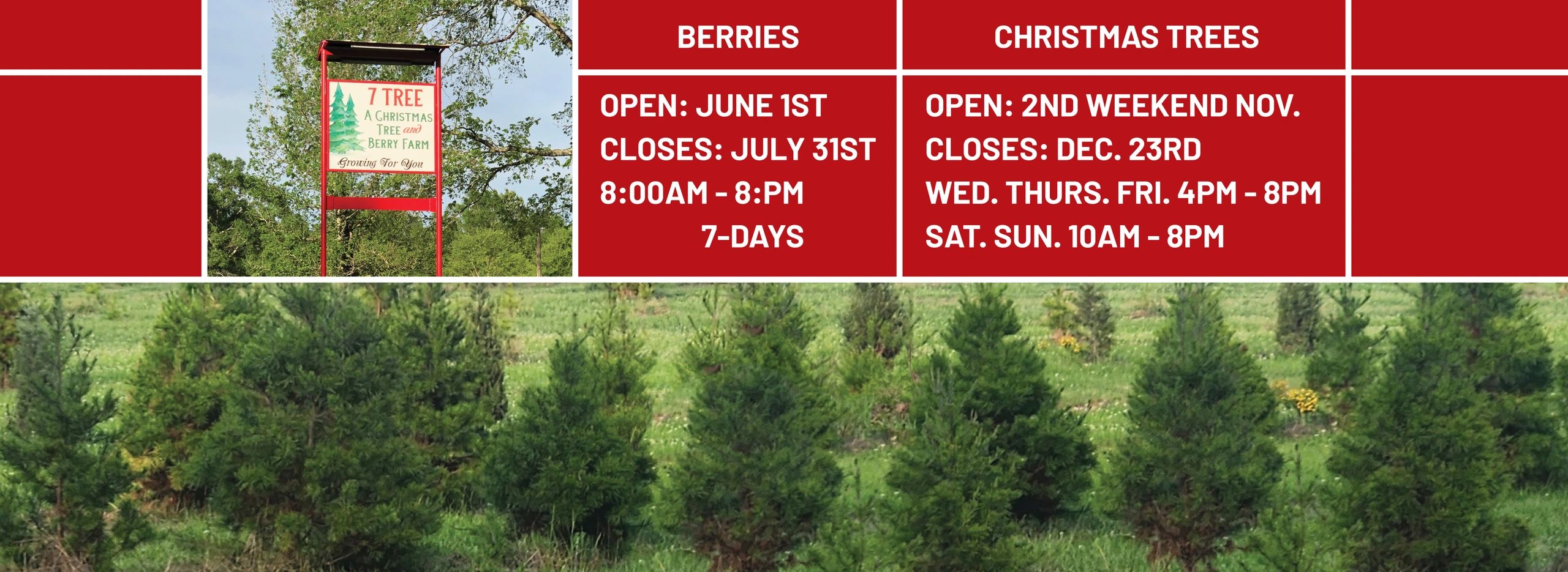 7 Tree Farm - Blue Berries