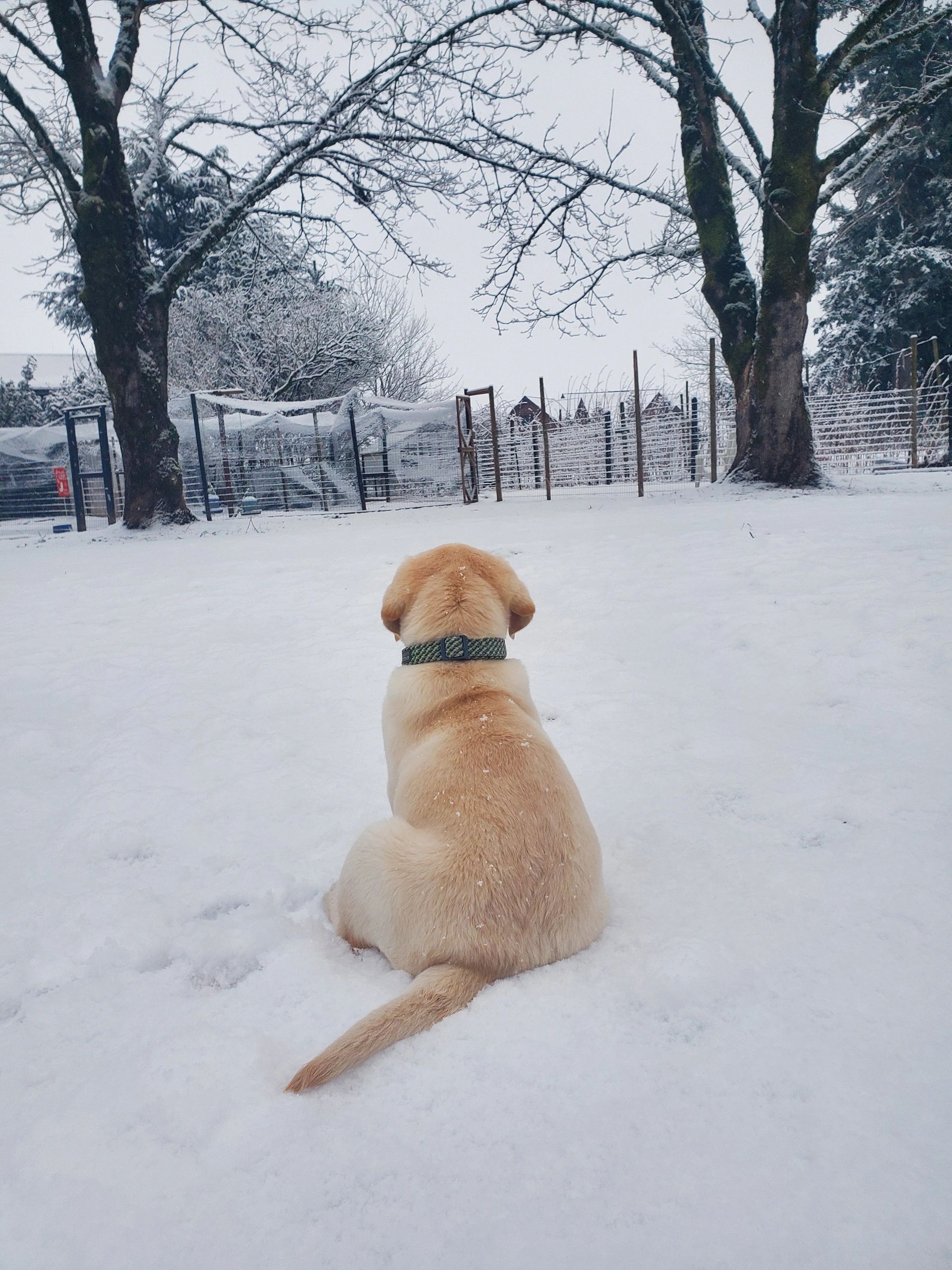 Misty Maple Labradors - Labrador Retriever Puppies, Labrador Retriever ...