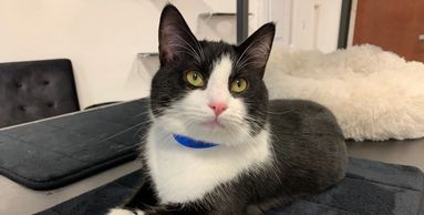 Catffeinated - Cat Cafe, Coffee Tea Cats