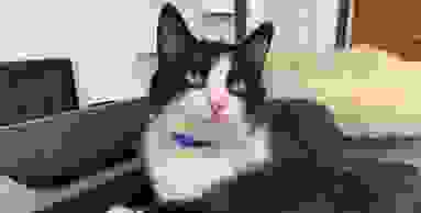 Catffeinated - Cat Cafe, Coffee Tea Cats