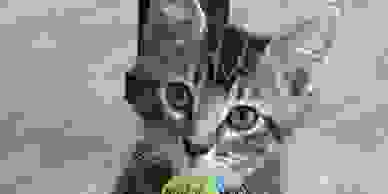 Catffeinated - Cat Cafe, Coffee Tea Cats