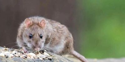 Rats | Atlanta Wildlife Solutions, LLC