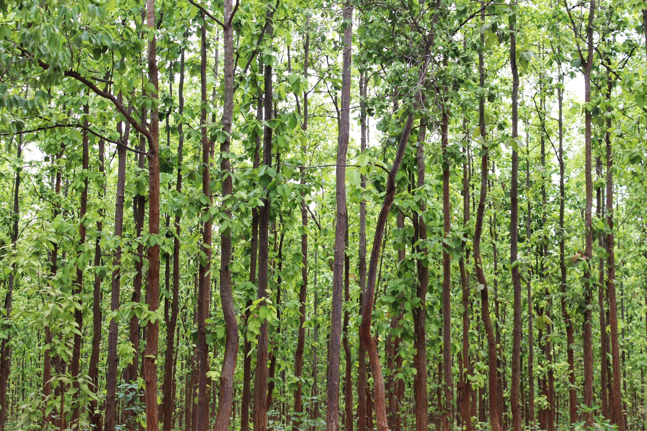 Salbari Resorts & Restaurants