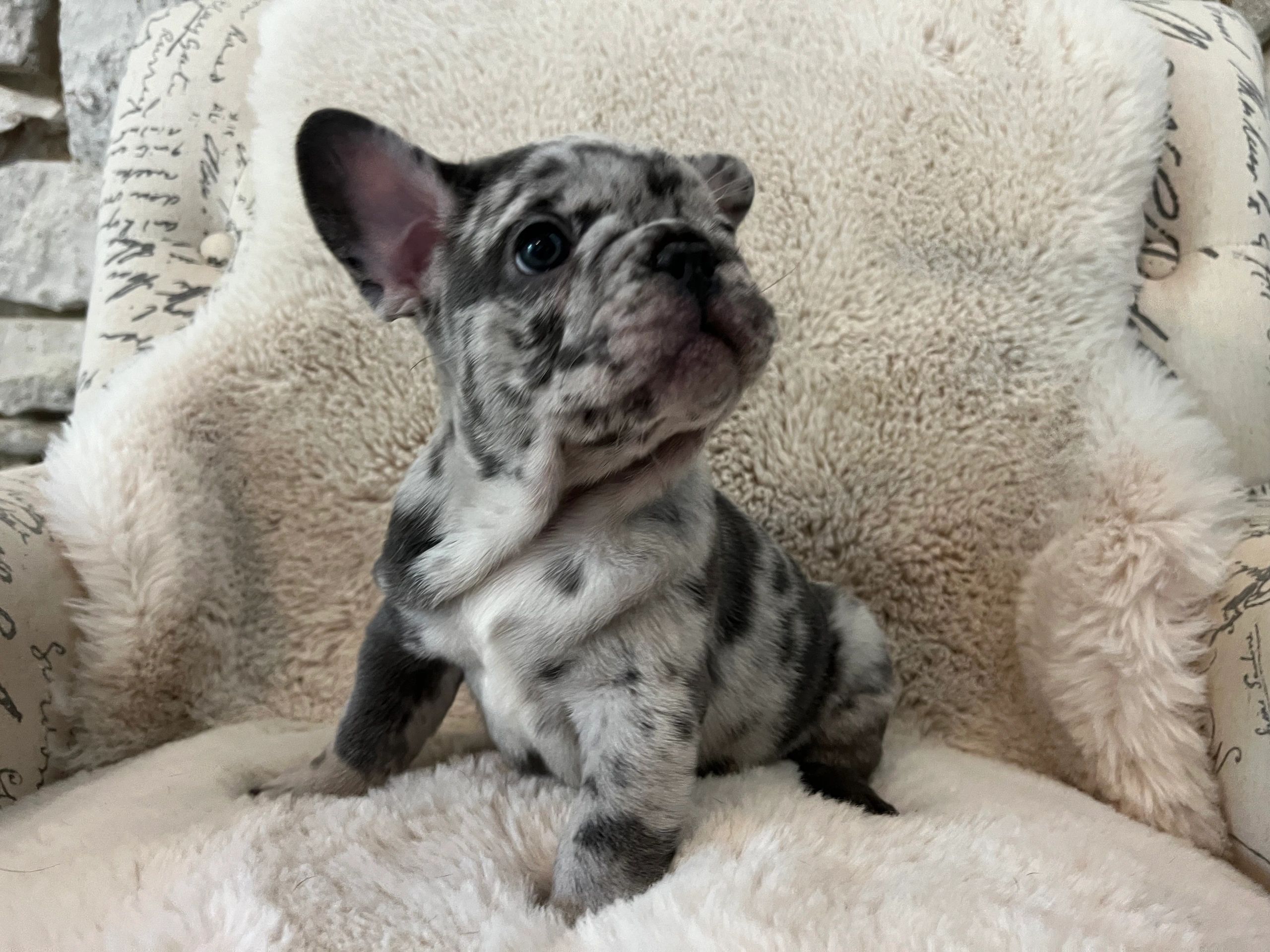 Understanding the Merle Gene in French Bulldogs
