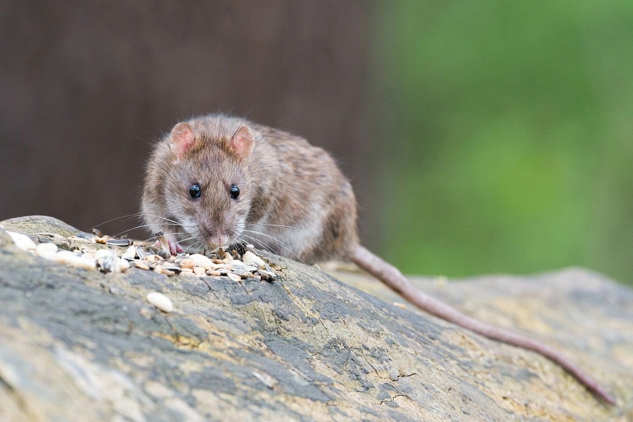 What Is RAT Malware and How Can You Better Protect Your Computer