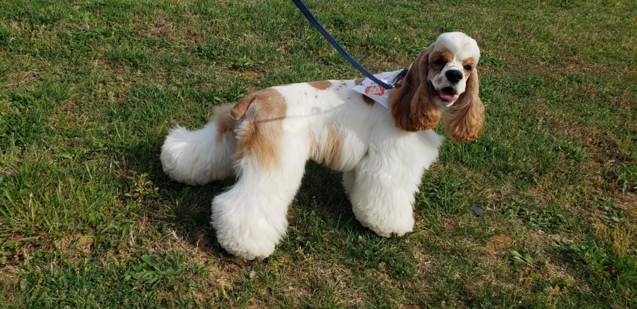 Ryans Creek American Cocker Spaniels - American Cocker Spaniel Puppies ...