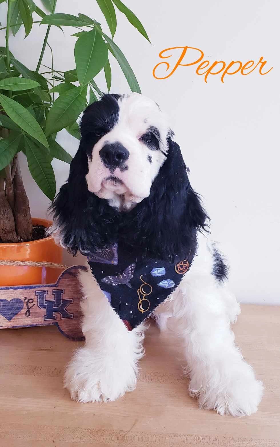 Ryans Creek American Cocker Spaniels - American Cocker Spaniel Puppies ...