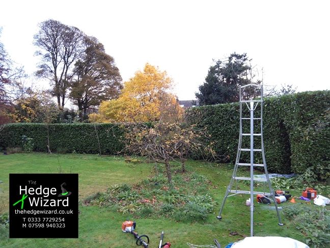 How to trim hedges in Leeds