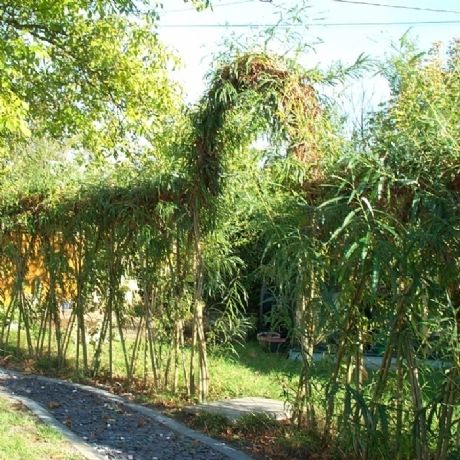 Living Willow Fedge