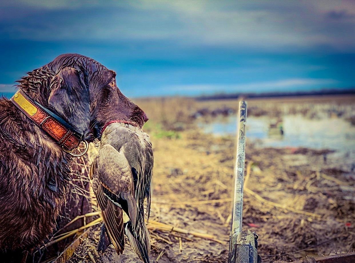 American Flyway Waterfowl - Waterfowl, Duck Calls, Hunting