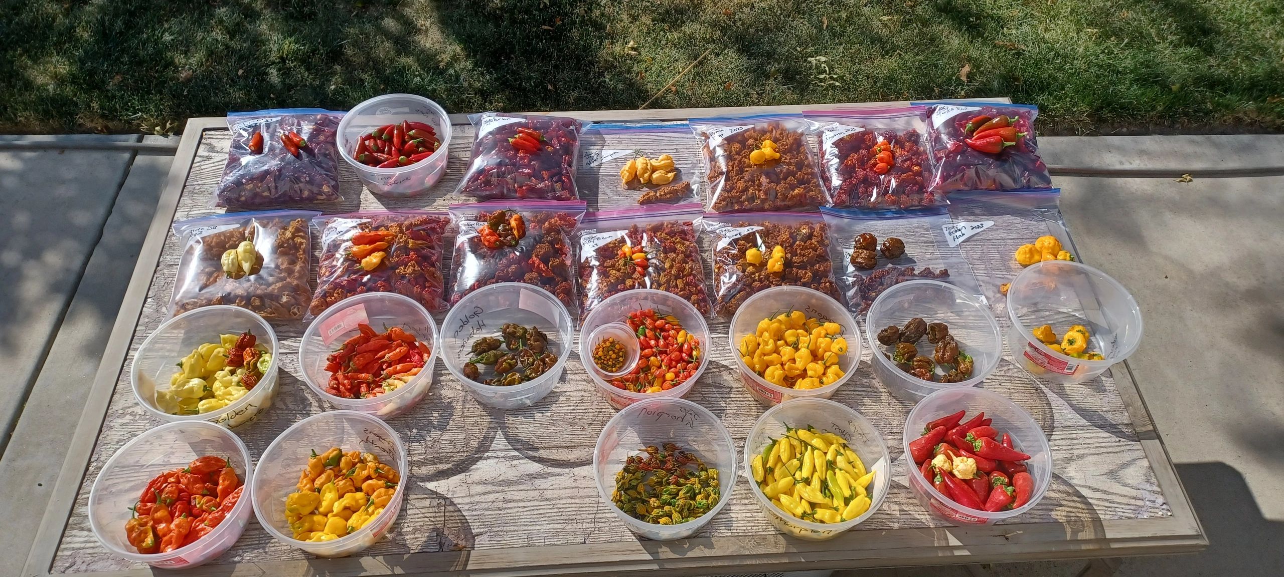 Pandemic Polly Peppers