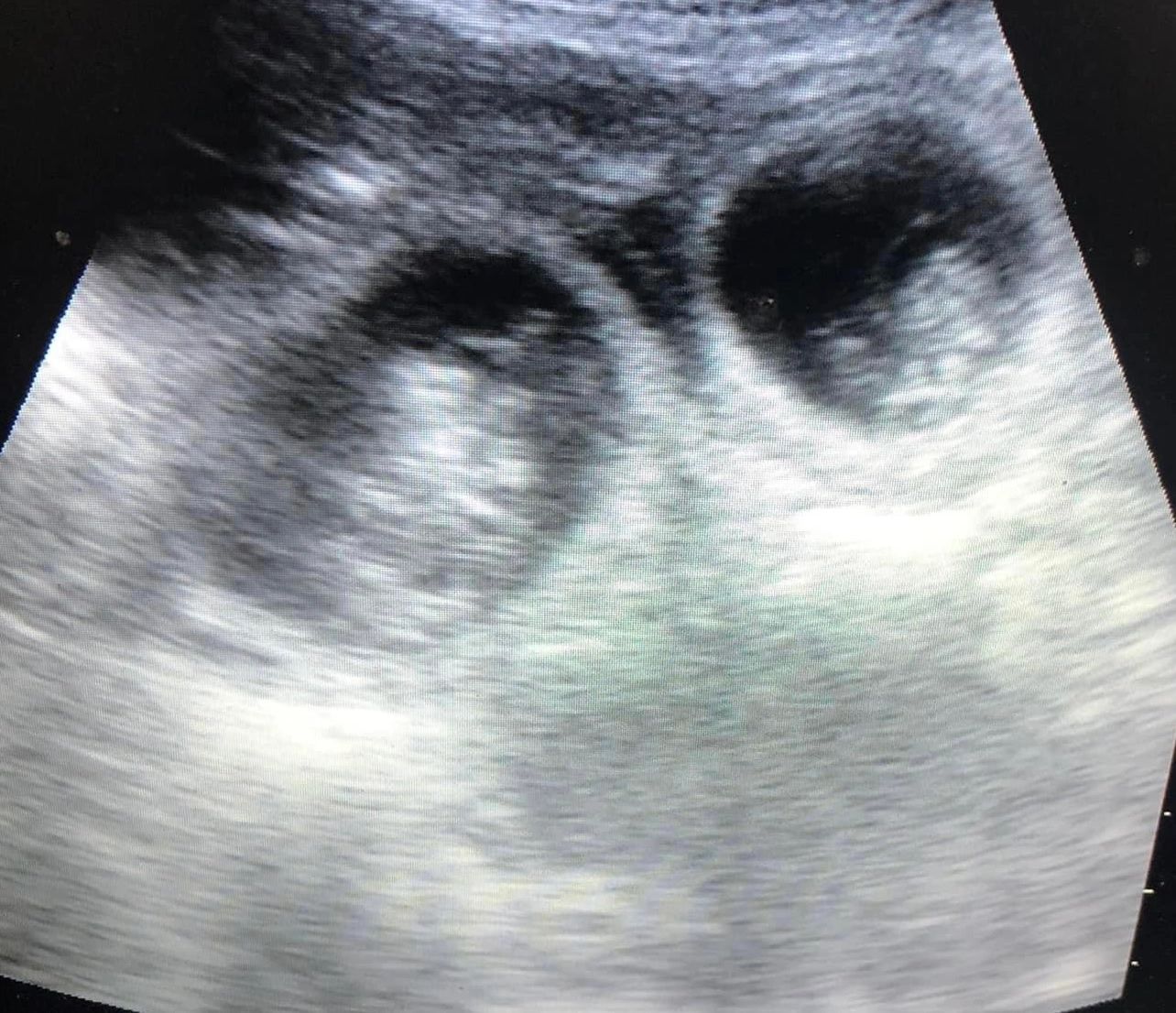 Lakeview Canine Scanning & Services - Home