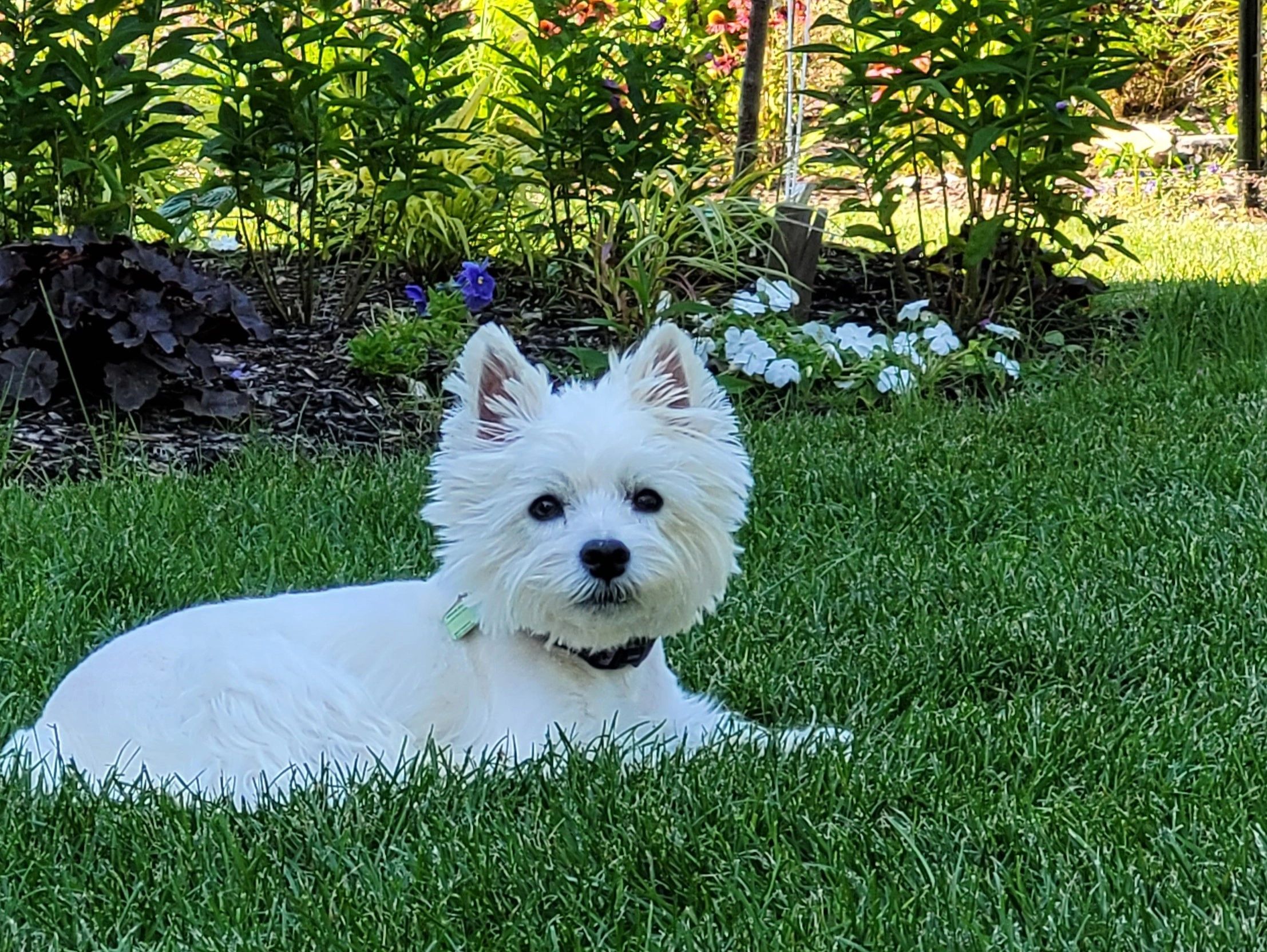 Pam's Dog Boarding & Sitting