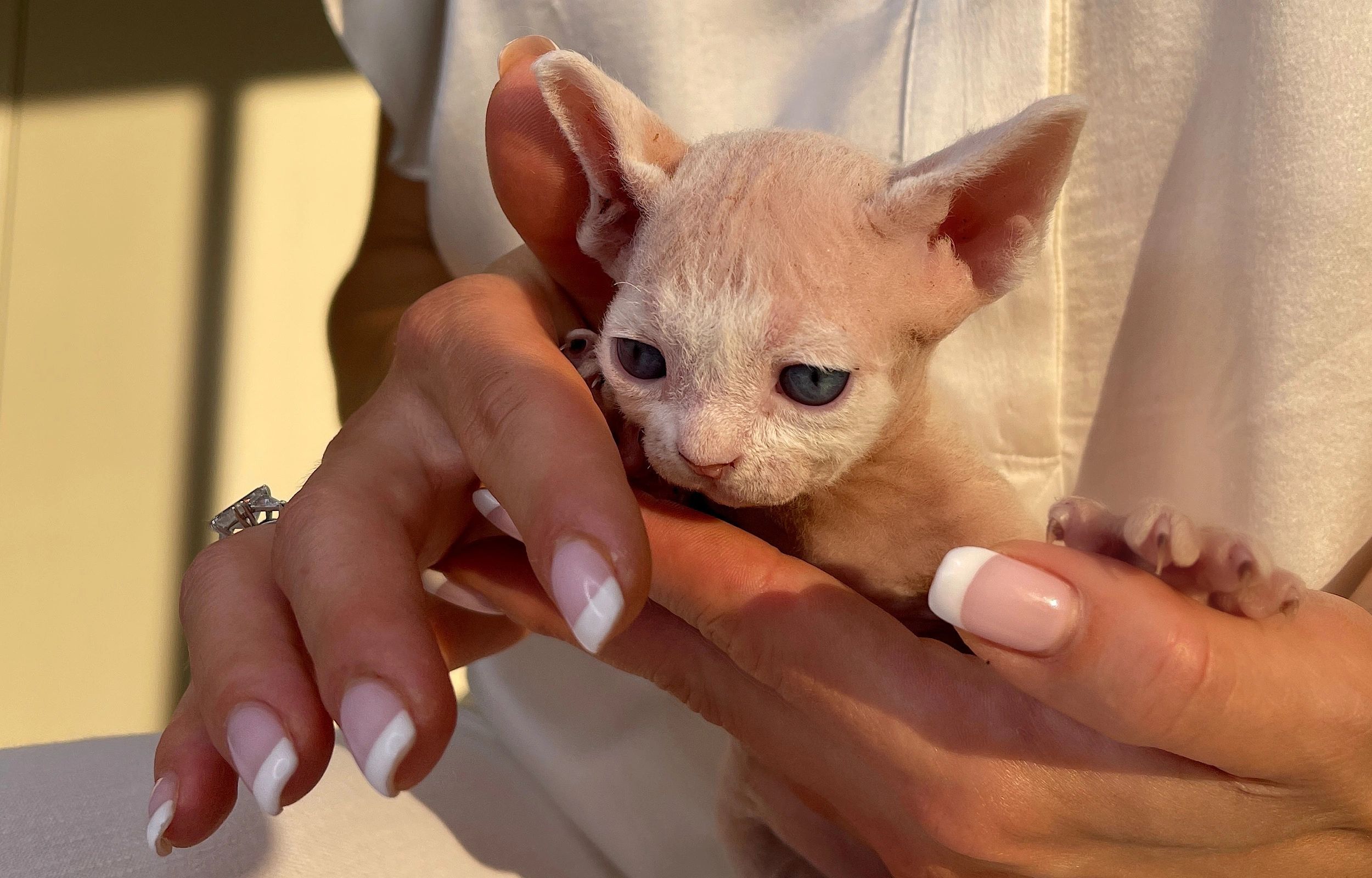 Benjamin Devon Rex Kitten
