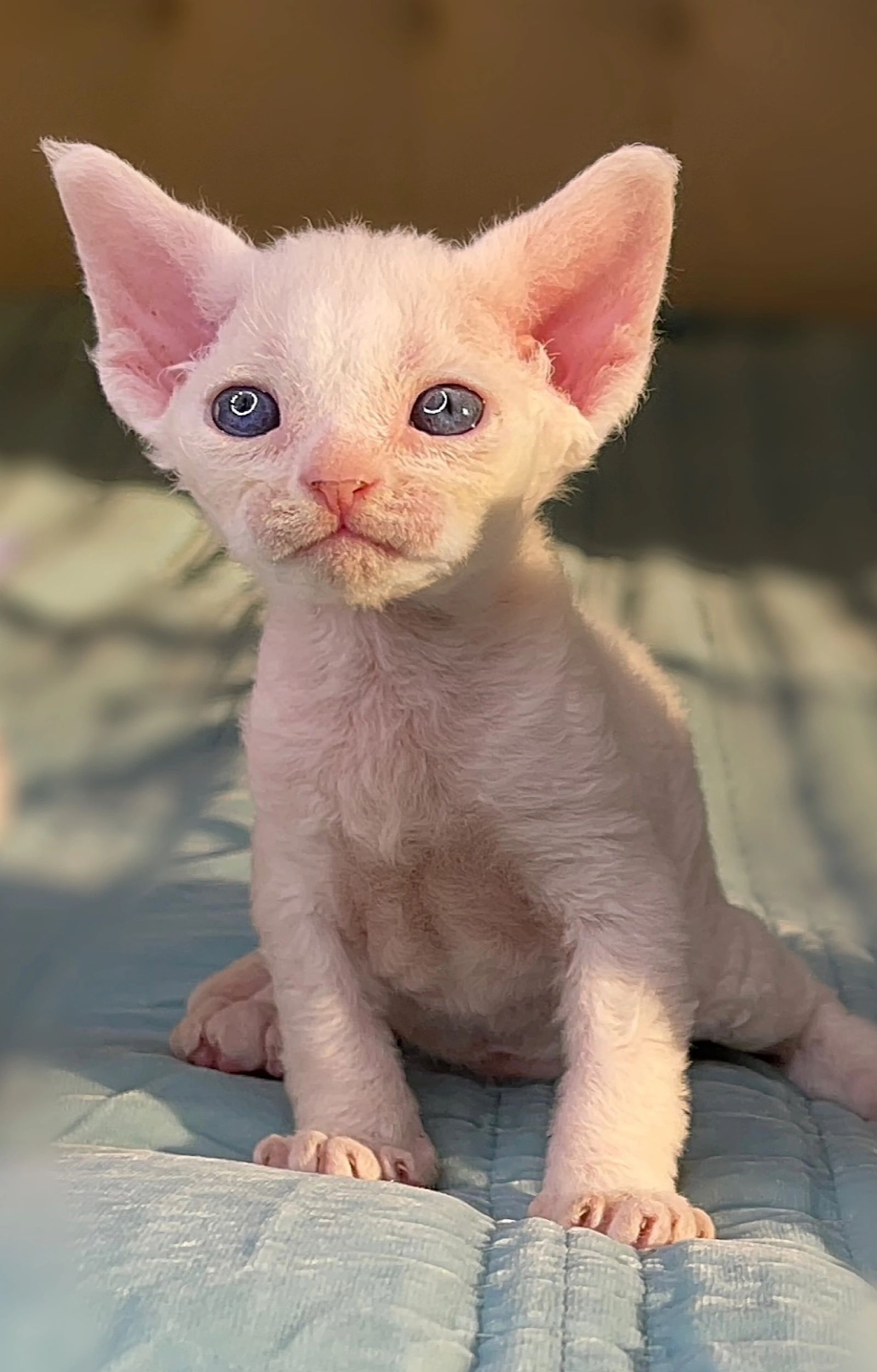 Blair Devon Rex Kitten