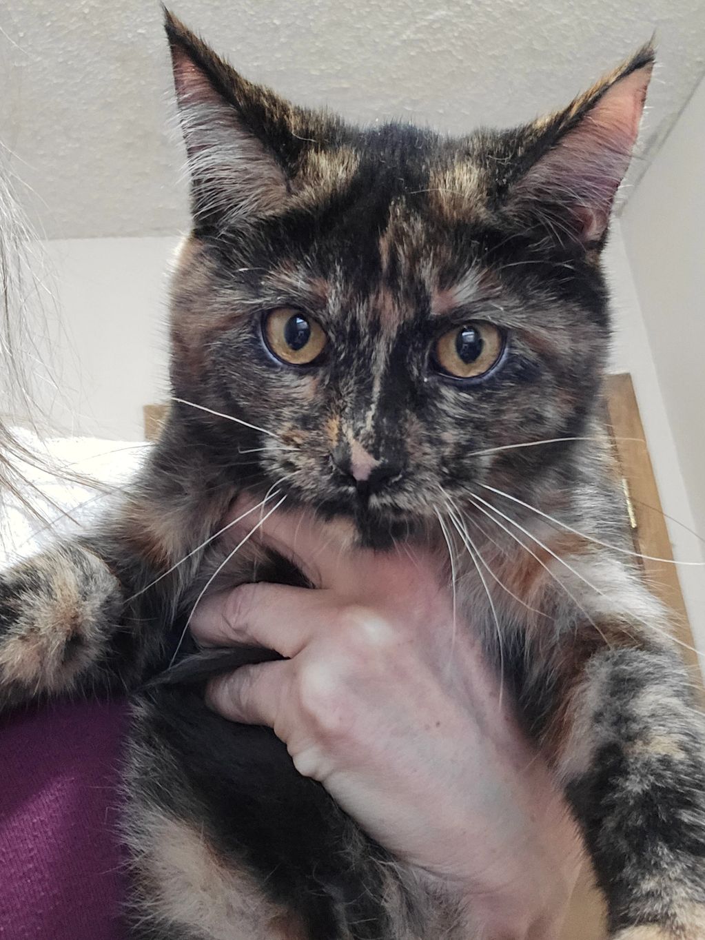Available Kittens | That's My Wild Peculiar Pet