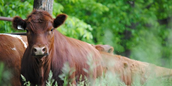 Geiger Farm - Organic Grain and Beef