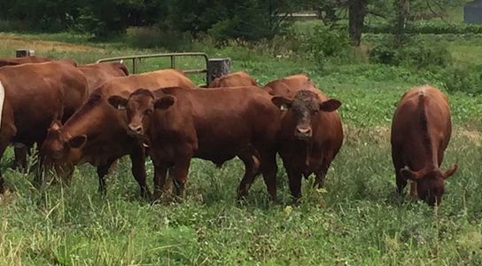 Geiger Farm - Organic Grain and Beef